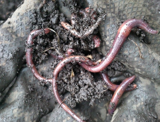 Especies menores